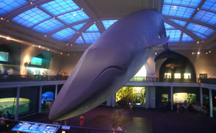 Milstein Hall of Ocean Life, American Museum of Natural History | World ...