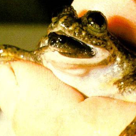 Who We've Lost: 12 Animals We've Driven to Extinction in the Last 50 ...