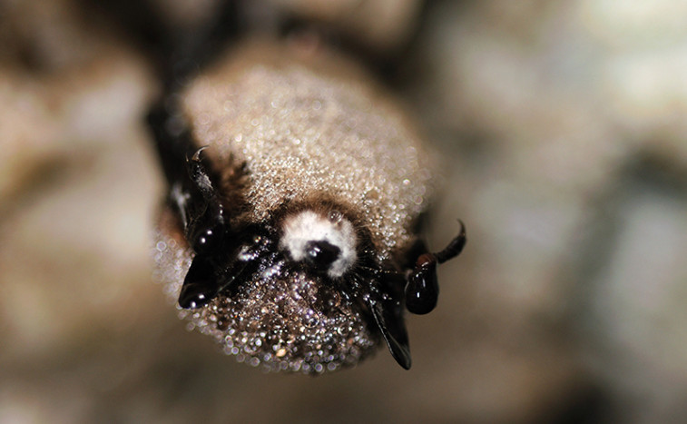 Eight Animal Plagues Wreaking Havoc Right Now | World Science Festival