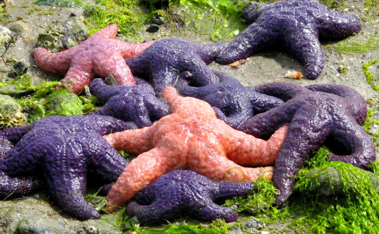 Eight Animal Plagues Wreaking Havoc Right Now | World Science Festival