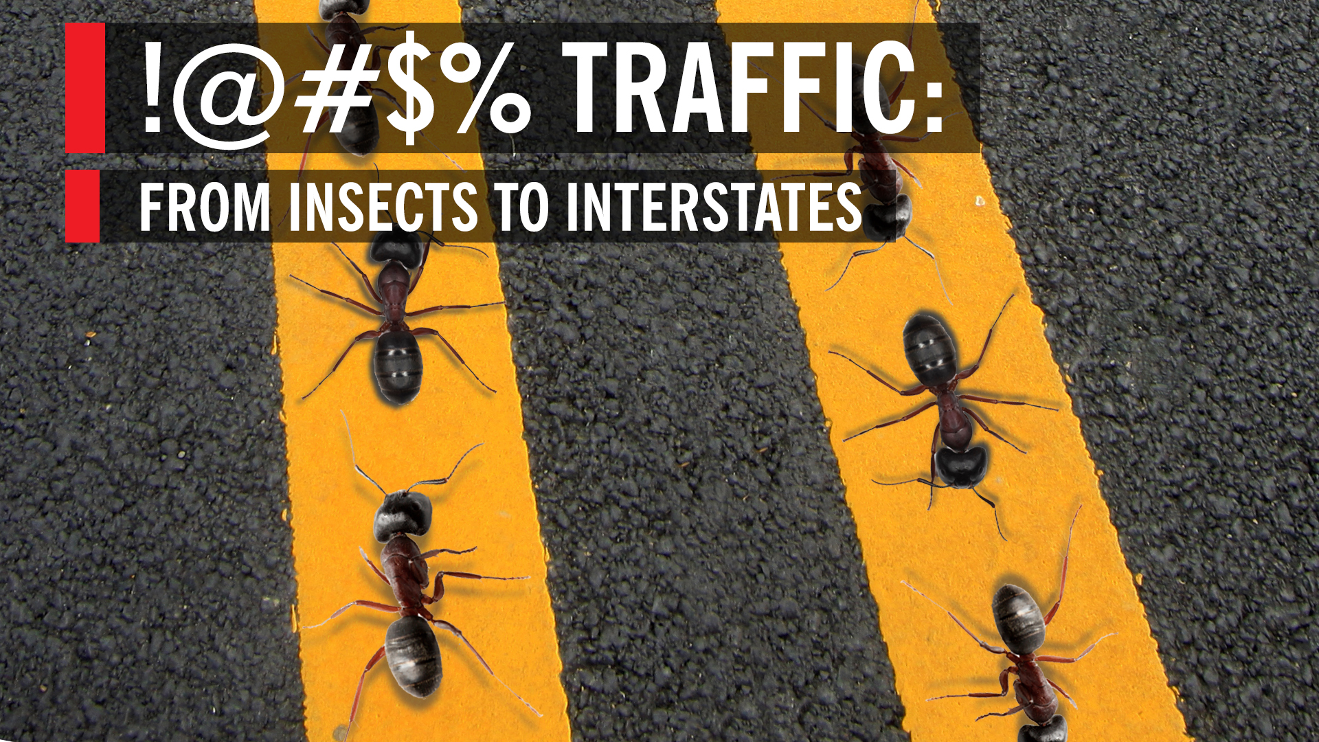 TRAFFIC: From Insects To Interstates | World Science Festival
