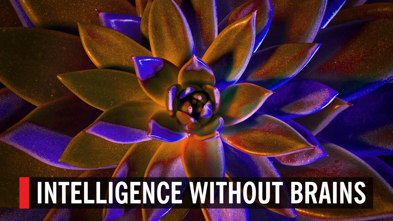 Intelligence Without Brains | World Science Festival